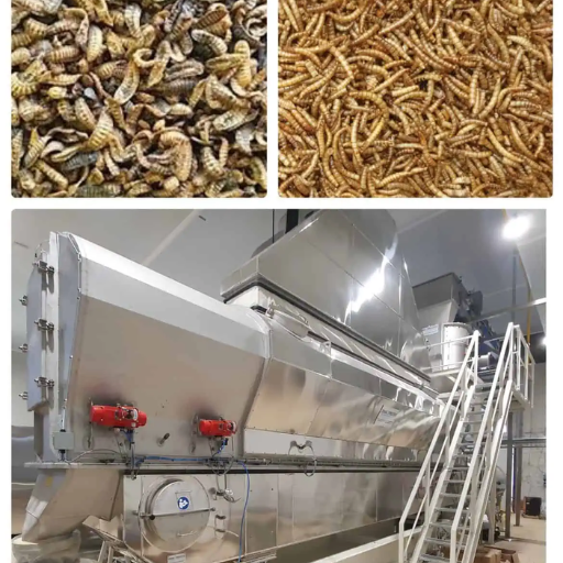 Efficient Drying Process with Black Soldier Fly Larvae Microwave Drying ...
