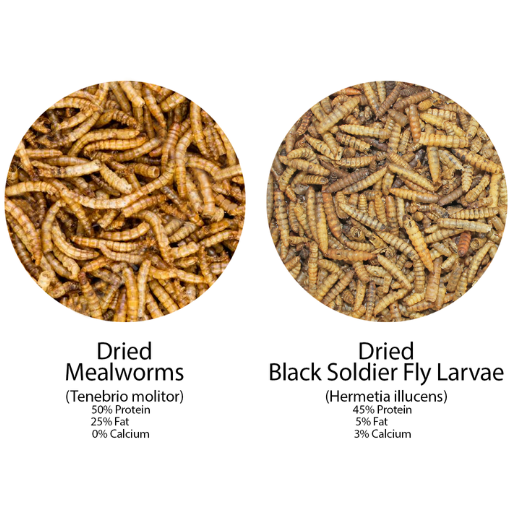 Mealworms vs. Dried Black Soldier Fly Larvae: Which Is Better for Your ...