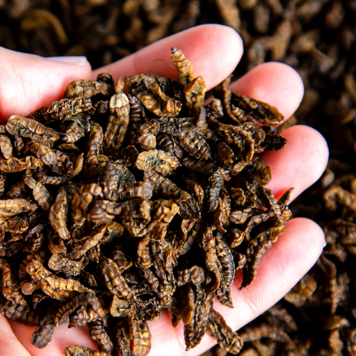 How to Effectively Dry Black Soldier Fly Larvae: Methods and ...