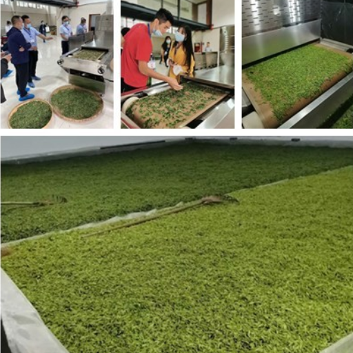 Revolutionizing Tea Production: The Power of Microwave Tea Drying ...