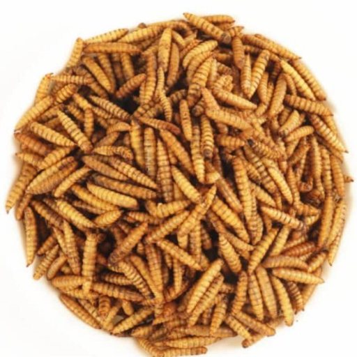 How to Dry BSF Larvae: Techniques and Benefits of Different Drying ...
