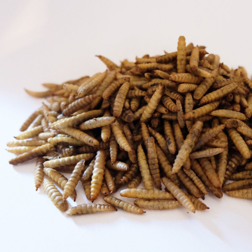 How to Dry BSF Larvae: Techniques and Benefits of Different Drying ...